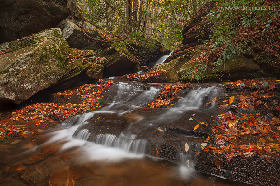 Welcome to the Jungle | Jones Gap State Park, South Carolina | Michael ...