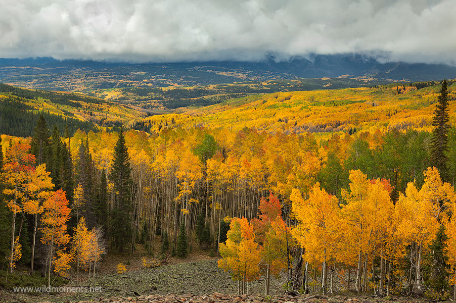 Still Life | Gunnison National Forest, Colorado | Michael Greene's Wild ...