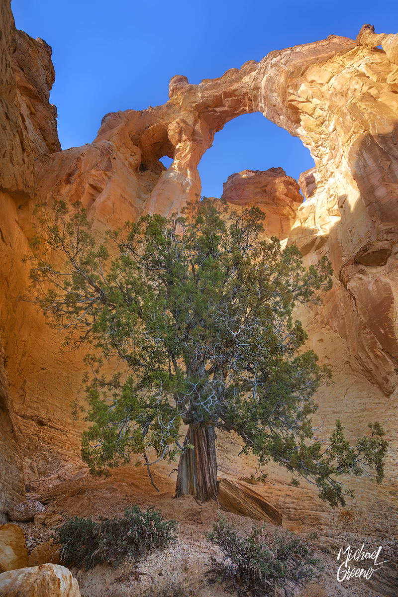 Juniper Meets Arch | Grand Staircase Escalante National Monument, Utah ...